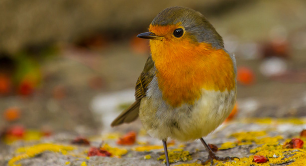 Rødhals – havens ”mystiske” fugl » Den Korte Avis - Klar – Skarp – Seriøs