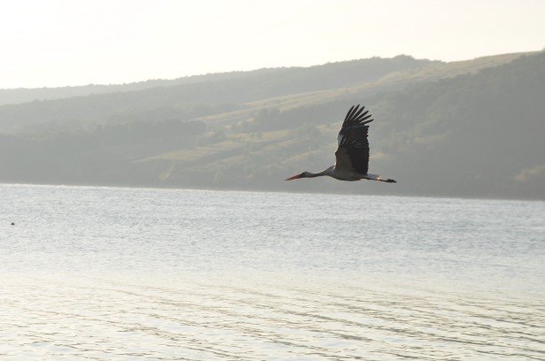 Den Korte Avis | GPS afslørede, at storken fra Gundsølille fløj gennem ...